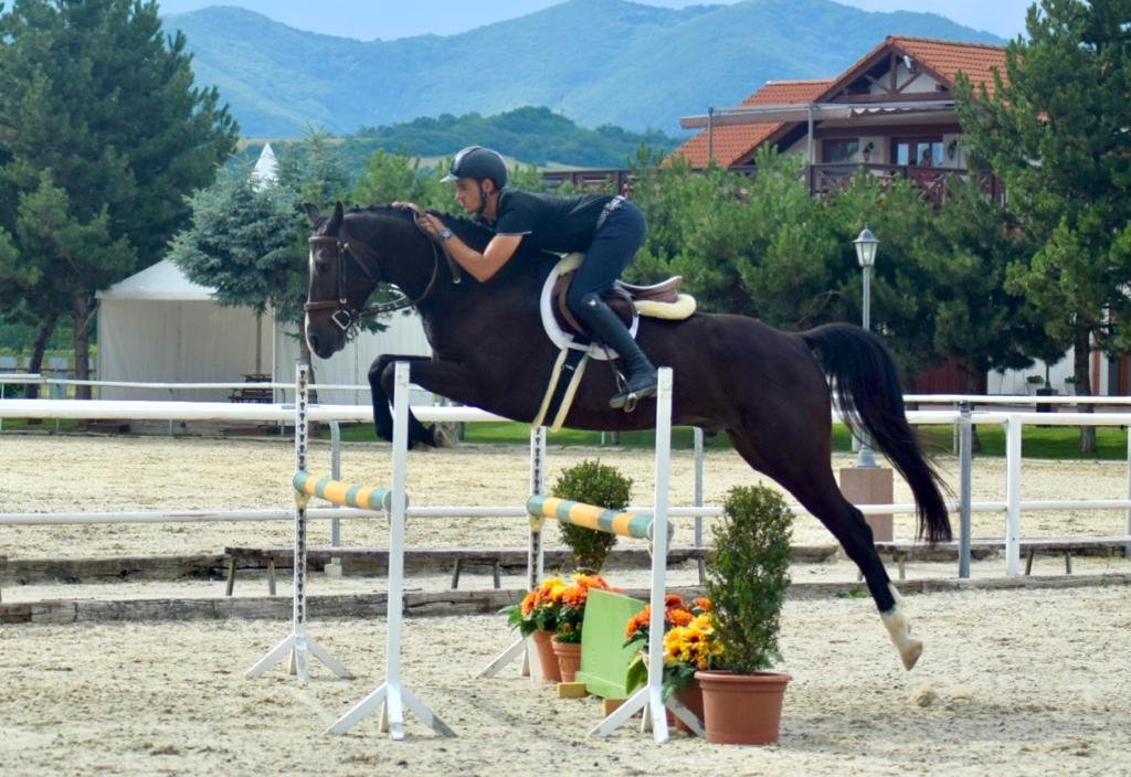 HUNTERS / EQUITATIONS :: salesofhorses